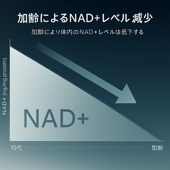 NMN点滴療法・NAD+点滴療法 | 日本を代表する美容健康再生医療のクリニック｜ビアンカ銀座